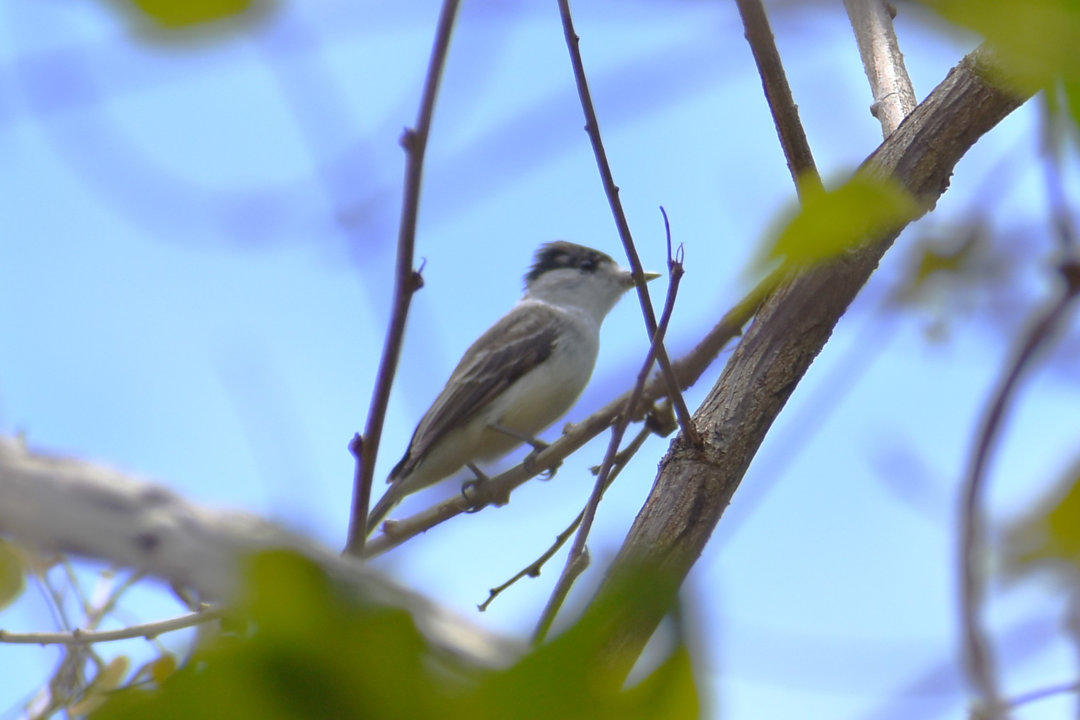 Foto tijerila (Xenopsaris albinucha) Por Nivaldo Sales | Wiki Aves - A ...