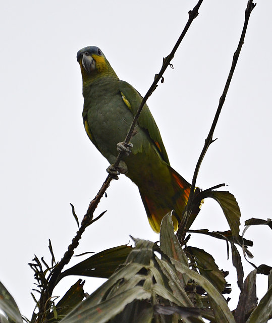 Foto curica (Amazona amazonica) Por Luciano Moura | Wiki Aves - A ...