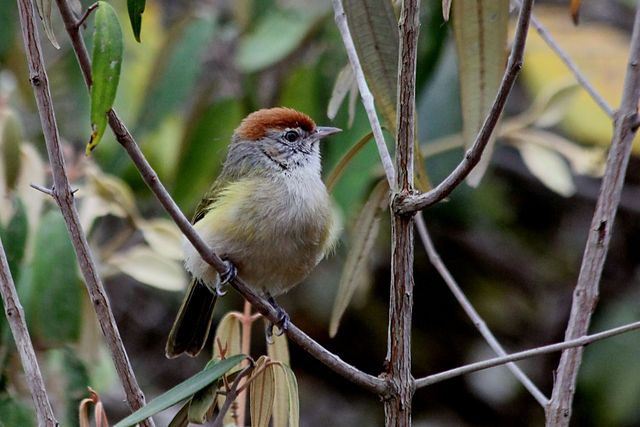 Foto vite-vite-de-olho-cinza (Hylophilus amaurocephalus) Por Francisco ...