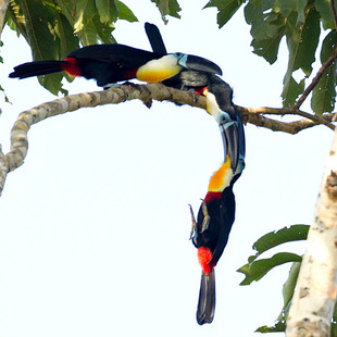 Ramphastidae | WikiAves - A Enciclopédia das Aves do Brasil