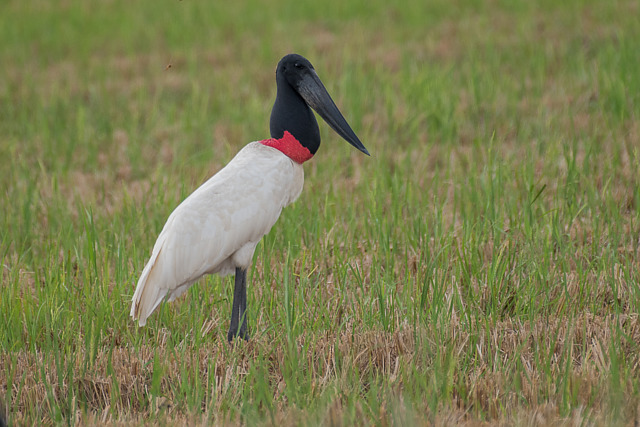 Foto tuiuiú (Jabiru mycteria) Por Saulo Gomes | Wiki Aves - A ...