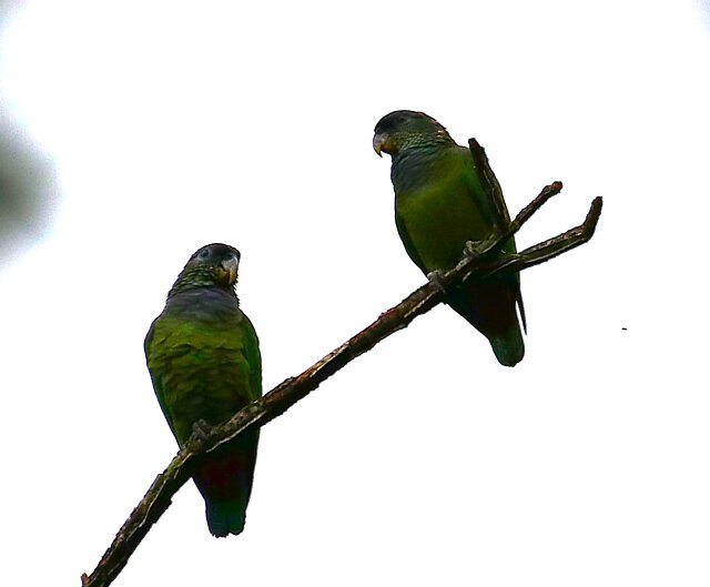 Foto maitaca-verde (Pionus maximiliani) Por Maria Masabeu | Wiki Aves ...