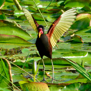Jacanidae | WikiAves - A Enciclopédia das Aves do Brasil