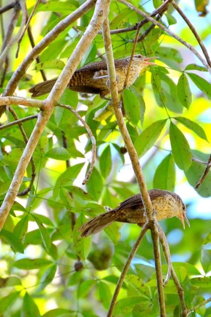 Foto catatau (Campylorhynchus turdinus) Por Marcia Carvalho | Wiki Aves ...