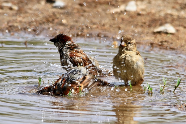 Foto pardal (Passer domesticus) Por Antonio Nobre | Wiki Aves - A ...