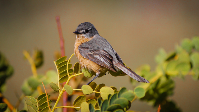 Foto papa-moscas-de-costas-cinzentas (Polystictus superciliaris) Por ...