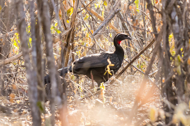 Foto jacucaca (Penelope jacucaca) Por Karlla Rios | Wiki Aves - A ...