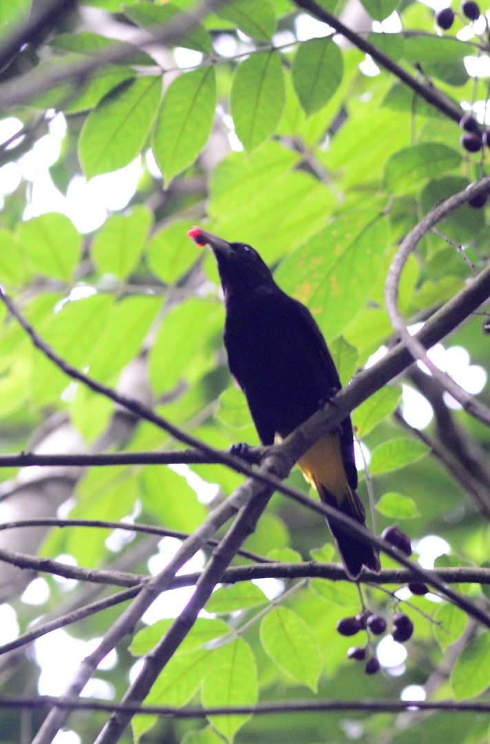 Foto xexéu (Cacicus cela) Por Francisco Paludo | Wiki Aves - A ...
