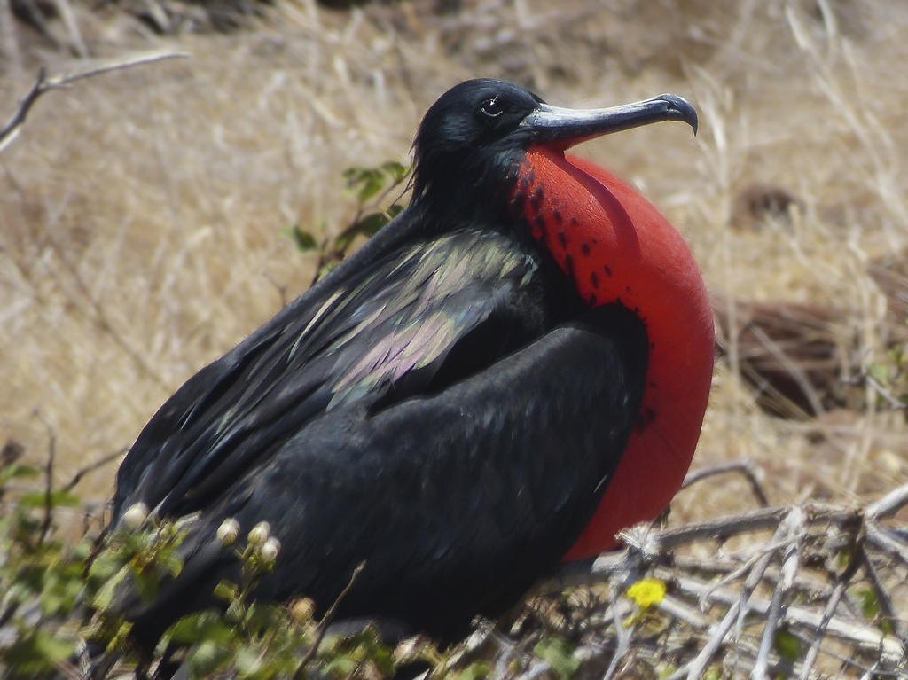 Foto fragata-grande (Fregata minor) Por Ronaldo Koloszuk | Wiki Aves ...