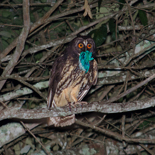 Strigiformes | WikiAves - A Enciclopédia das Aves do Brasil