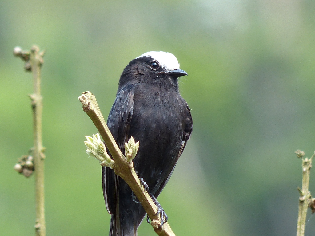 Foto viuvinha (Colonia colonus) Por Mel Simas | Wiki Aves - A ...