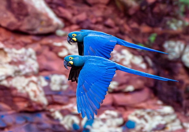 Foto arara-azul-de-lear (Anodorhynchus leari) Por Roseanne Almeida ...
