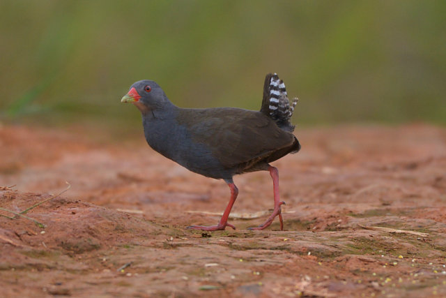 Foto turu-turu (Neocrex erythrops) Por Julio Machado | Wiki Aves - A ...