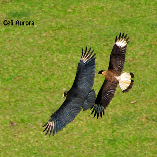 carcará (Caracara plancus) | WikiAves - A Enciclopédia das Aves do Brasil