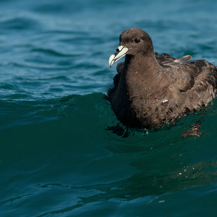 Procellariidae | WikiAves - A Enciclopédia das Aves do Brasil