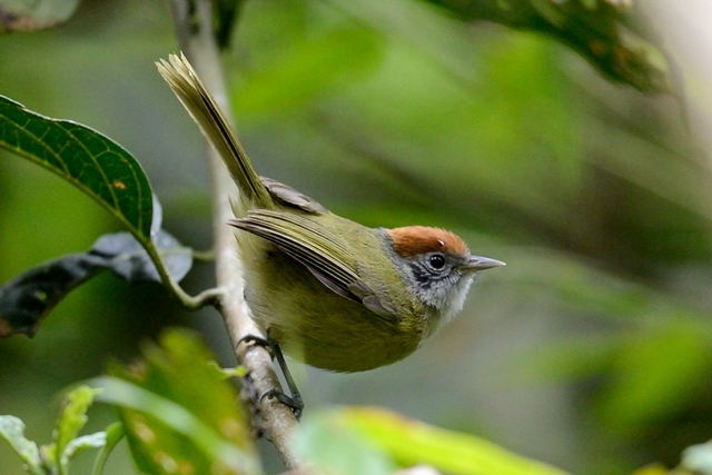 Foto verdinho-coroado (Hylophilus poicilotis) Por Emerson Kaseker ...