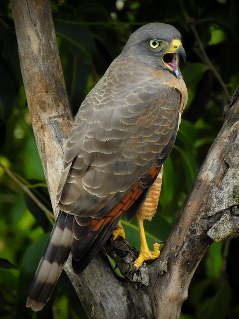 gavião-carijó (Rupornis magnirostris) | WikiAves - A Enciclopédia das ...