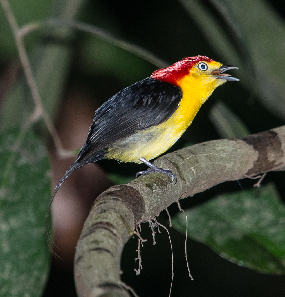 Foto rabo-de-arame (Pipra filicauda) Por Goran Neshich | Wiki Aves - A ...