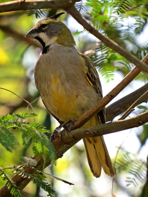 Foto cardeal-amarelo (Gubernatrix cristata) Por Raquele Marin | Wiki ...