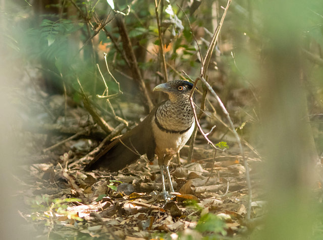Foto jacu-estalo (Neomorphus geoffroyi) Por Marcia Tavares | Wiki Aves ...
