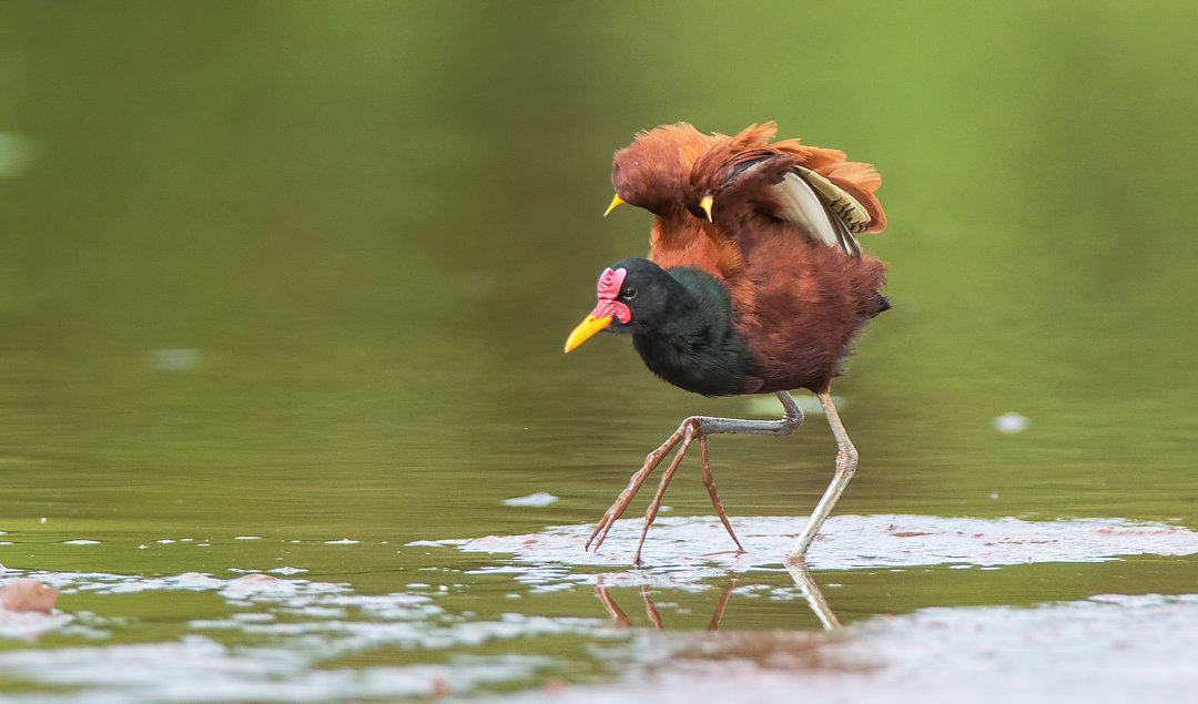 Foto jaçanã (Jacana jacana) Por Afonso Carlos Santos | Wiki Aves - A ...