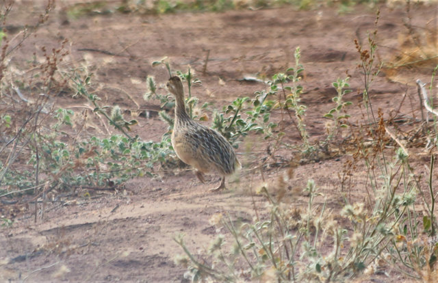 Foto codorna-amarela (Nothura maculosa) Por Dinéia Santos | Wiki Aves ...