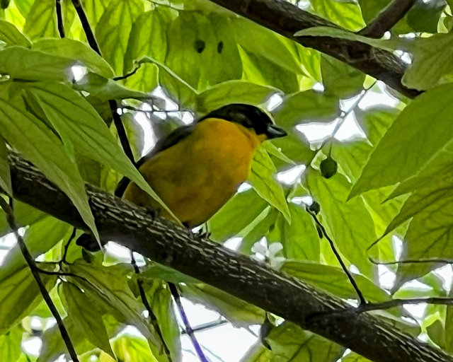 Foto gaturamo-de-bico-grosso (Euphonia laniirostris) Por Scooby Reis ...