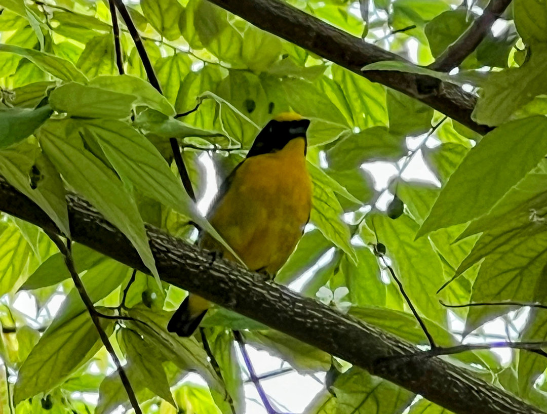 Foto gaturamo-de-bico-grosso (Euphonia laniirostris) Por Scooby Reis ...