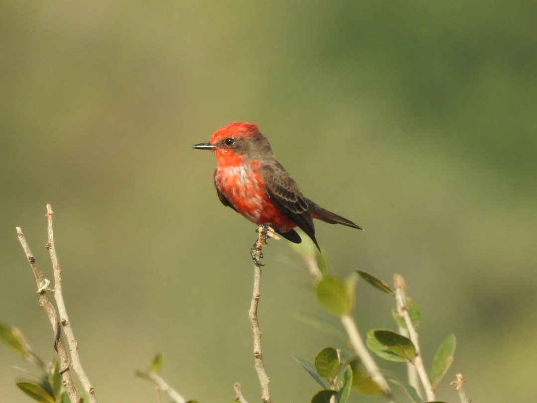 Foto príncipe (Pyrocephalus rubinus) Por Vitor94 | Wiki Aves - A ...