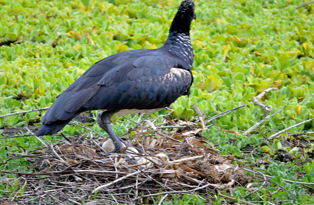 Foto anhuma (Anhima cornuta) Por Cairo Henrique Gonçalves | Wiki Aves ...