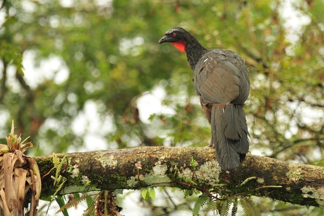 Foto jacuguaçu (Penelope obscura) Por Narlei Ribenboim | Wiki Aves - A ...