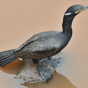biguá (Nannopterum brasilianus) | WikiAves - A Enciclopédia das Aves do ...