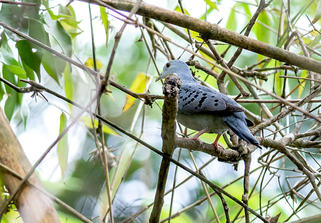 Foto pararu-azul (Claravis pretiosa) Por Frederico Swarofsky | Wiki ...