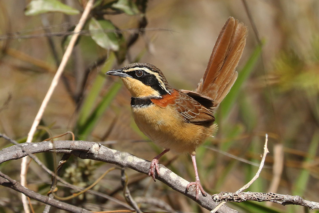 Foto meia-lua-do-cerrado (Melanopareia torquata) Por Leonardo Casadei ...