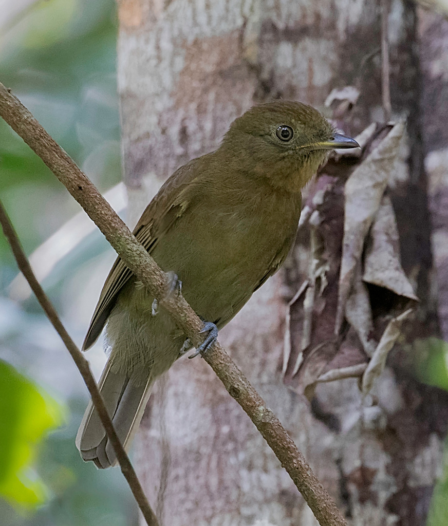 Foto flautim-marrom (Schiffornis turdina) Por Ronaldo L. Oliveira ...