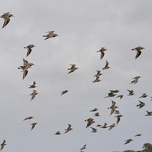 Calidris sp. (Calidris sp.) | WikiAves - A Enciclopédia das Aves do Brasil