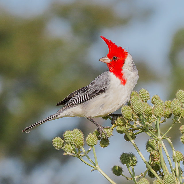 Foto cardeal (Paroaria coronata) Por Genival Carvalho | Wiki Aves - A ...