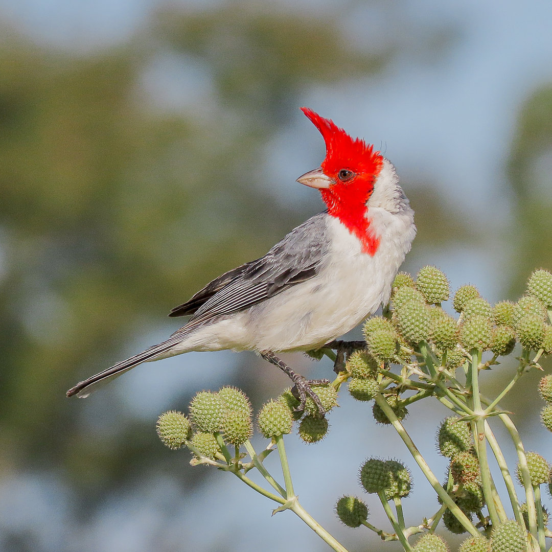 Foto cardeal (Paroaria coronata) Por Genival Carvalho | Wiki Aves - A ...