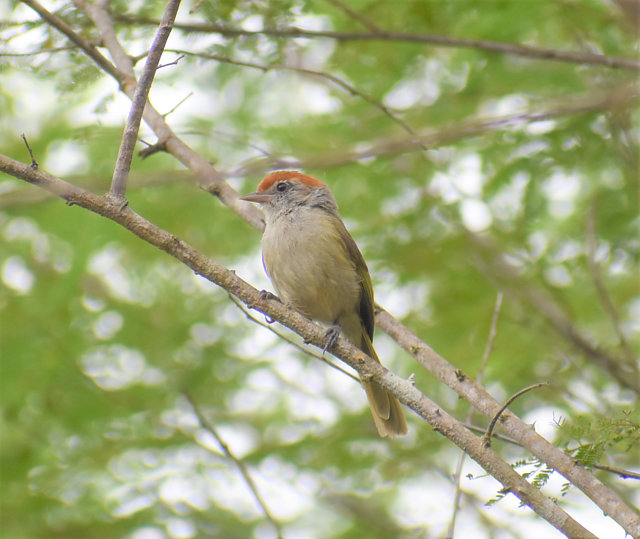 Foto vite-vite-de-olho-cinza (Hylophilus amaurocephalus) Por Nivaldo ...