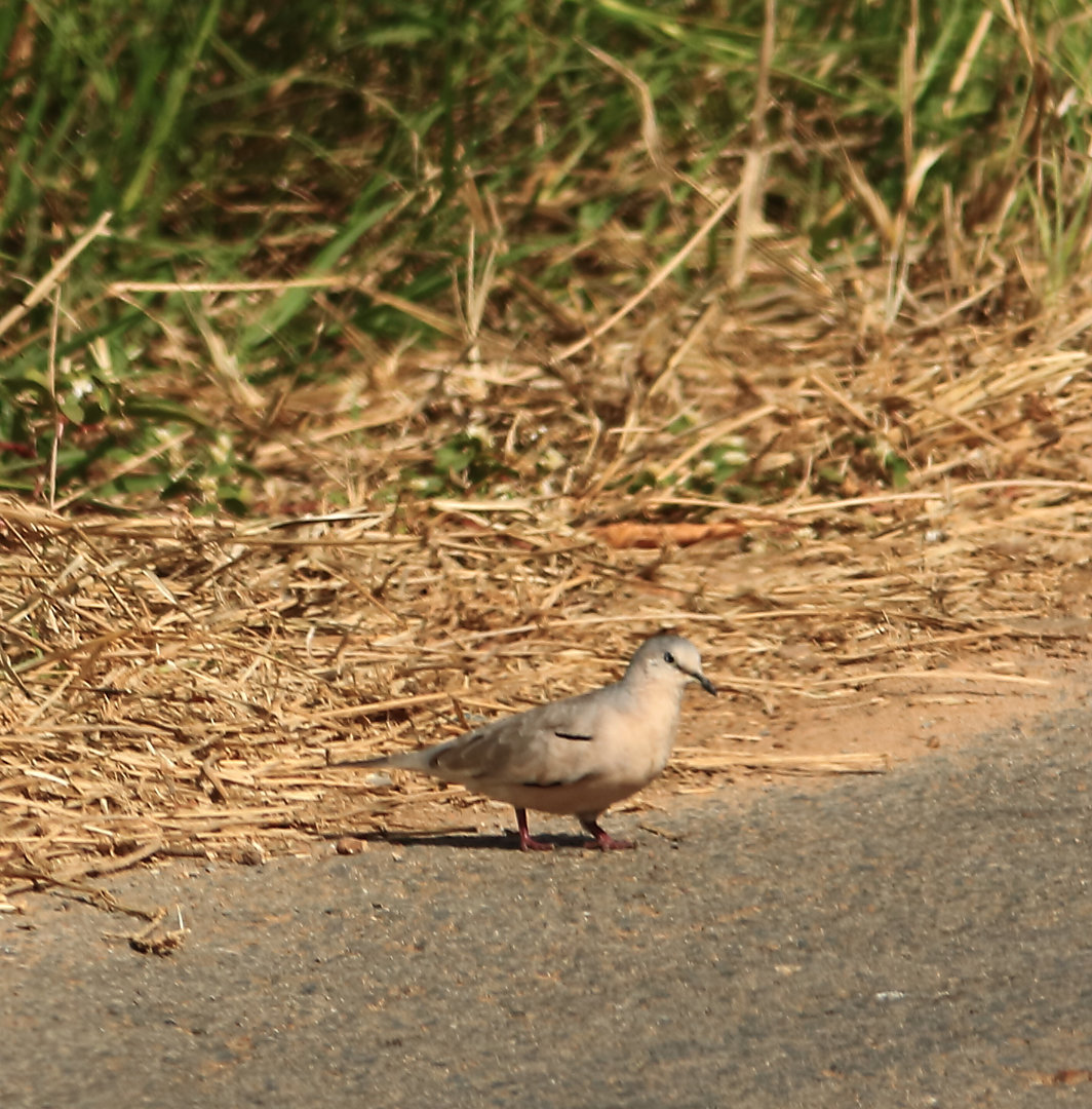 Foto rolinha-picuí (Columbina picui) Por Ivo Zecchin | Wiki Aves - A ...