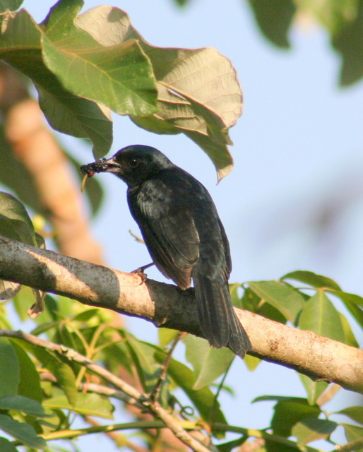 Foto chupim (Molothrus bonariensis) Por Gilberto Milan | Wiki Aves - A ...
