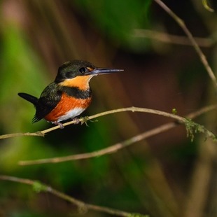 Alcedinidae | WikiAves - A Enciclopédia das Aves do Brasil