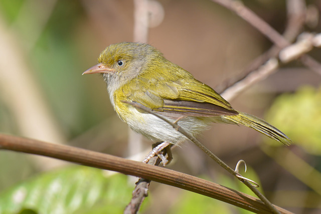 Foto verdinho-da-várzea (Hylophilus semicinereus) Por Hudson Martins ...