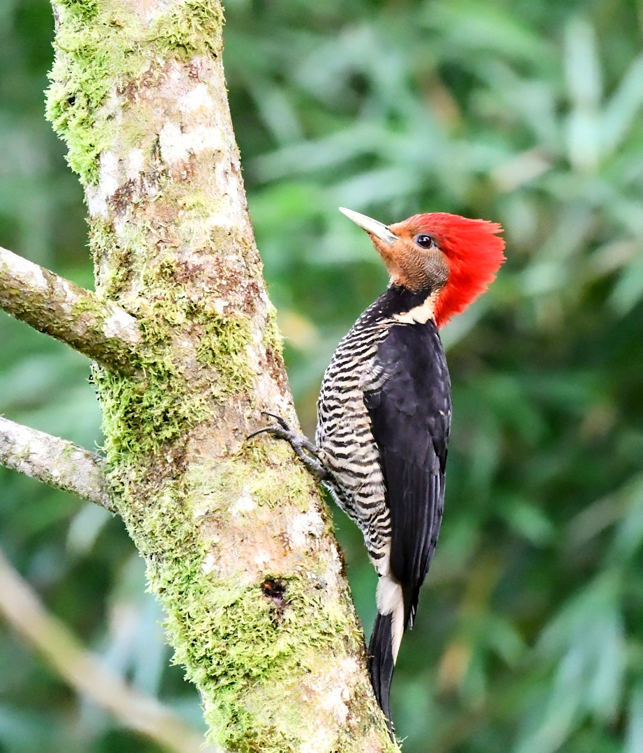 Foto pica-pau-de-cara-canela (Celeus galeatus) Por Gilberto Pasquali | Wiki Aves - A ...