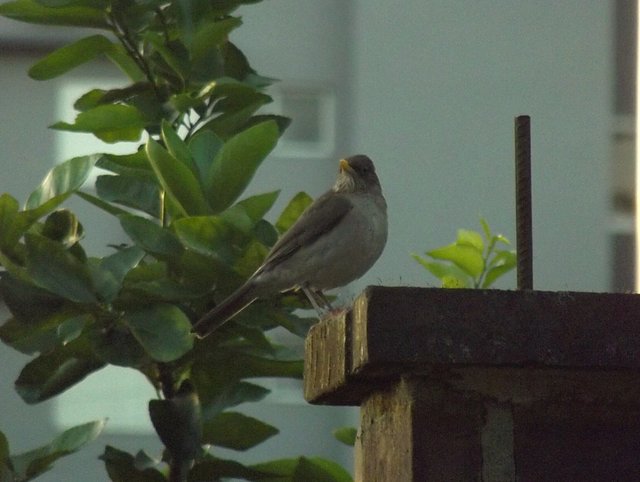 Foto sabiá-poca (Turdus amaurochalinus) Por Paula Graf | Wiki Aves - A ...
