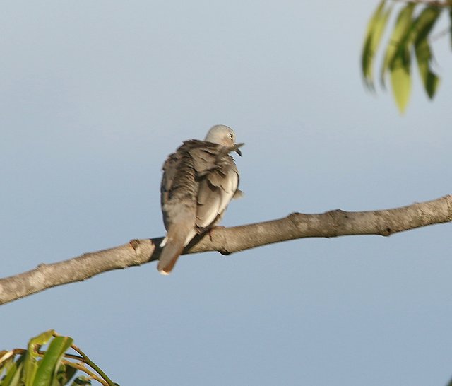 Foto rolinha-picuí (Columbina picui) Por Noah S. Silva | Wiki Aves - A ...