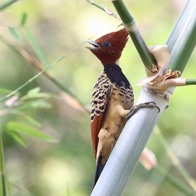 Foto pica-pau-da-taboca (Celeus obrieni) Por Henrique Langenegger ...