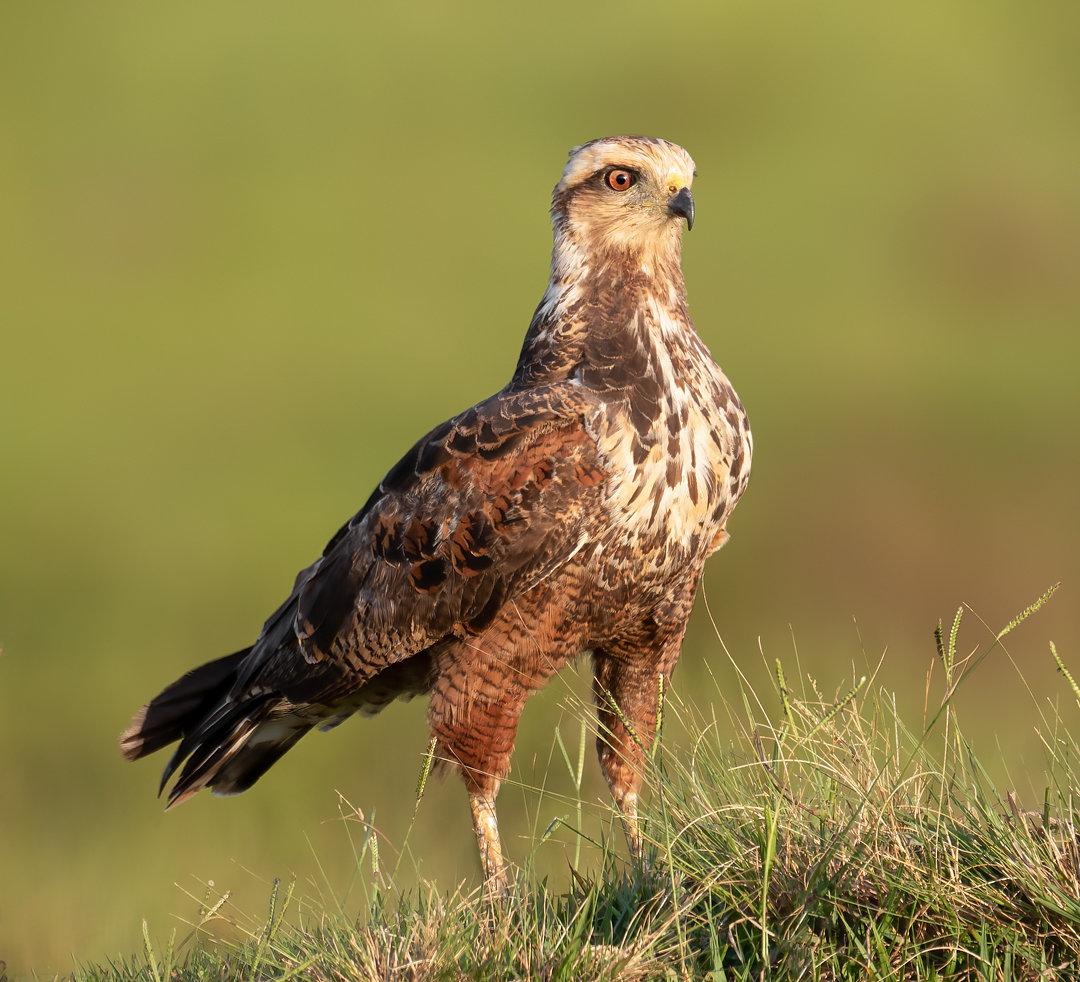 Foto gavião-caboclo (Heterospizias meridionalis) Por Paulo Cunha ...