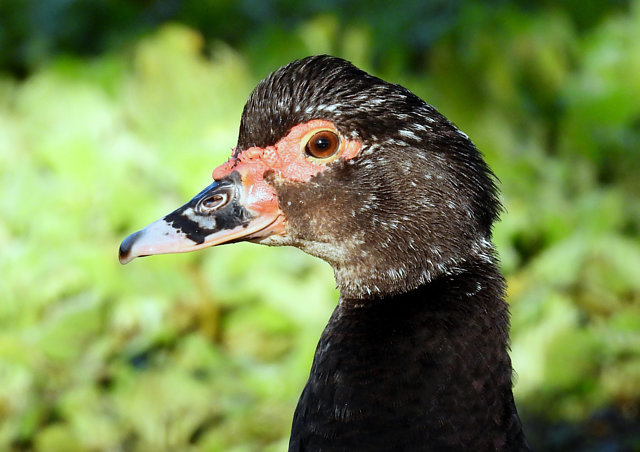 Foto pato-do-mato (Cairina moschata) Por Julio Filipino (filipino ...