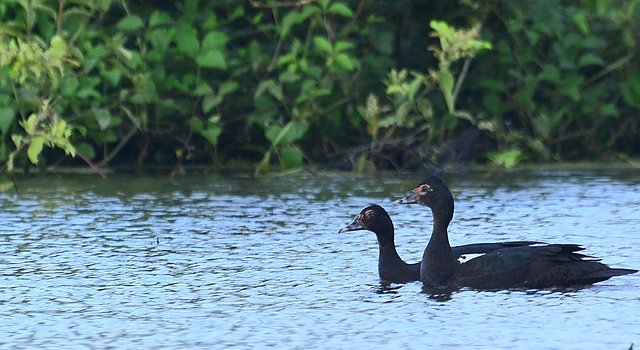 Foto pato-do-mato (Cairina moschata) Por Wellington Peres | Wiki Aves ...